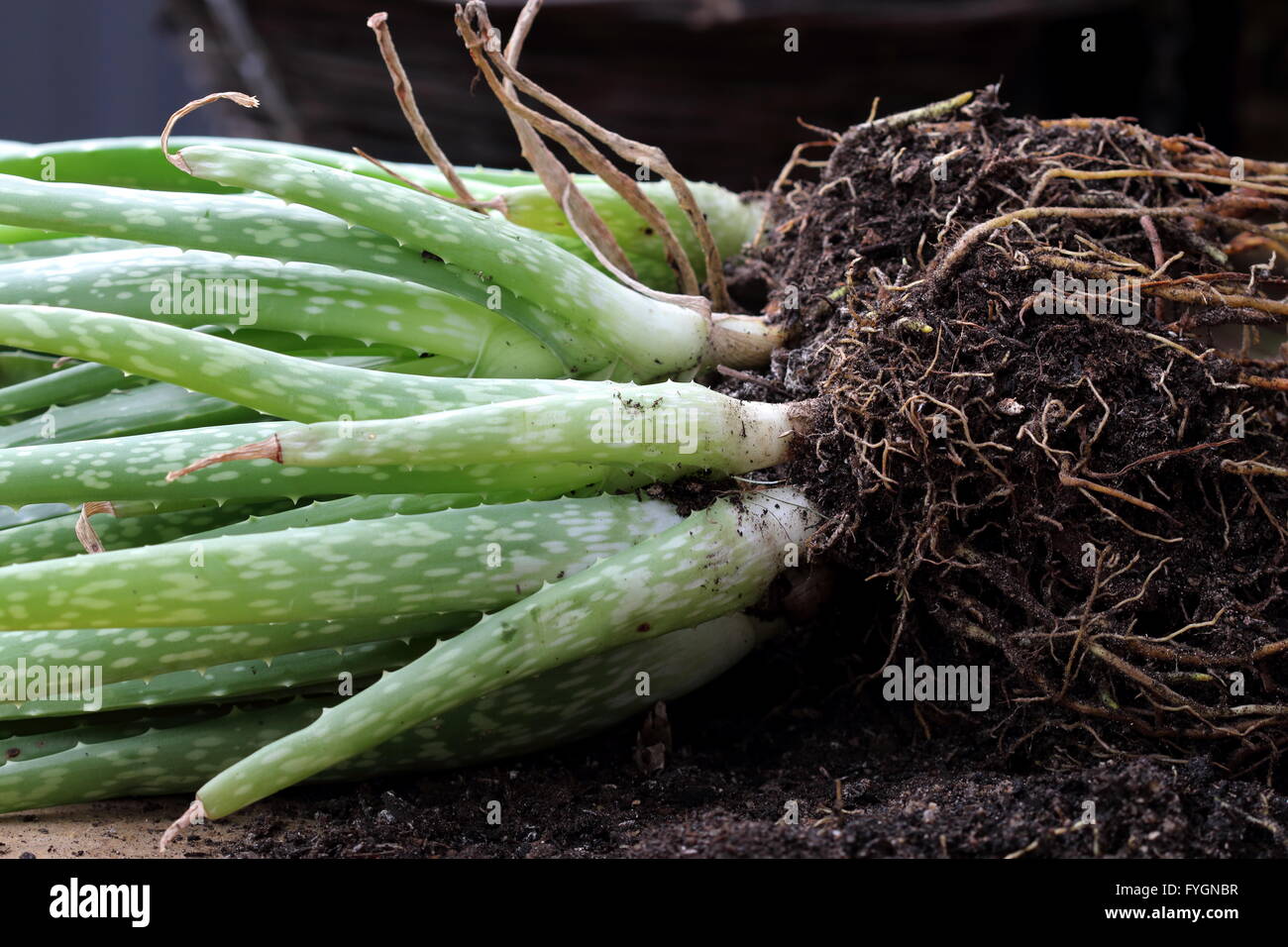 Close up a pile of aloe vera plants with roots ready to be planted ...