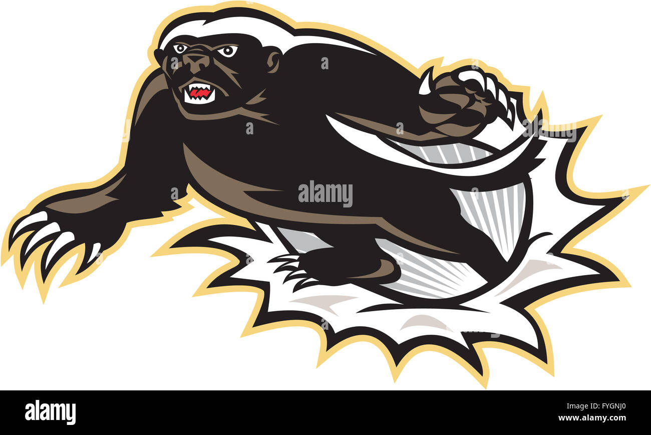 Jumping Badger High Resolution Stock Photography and Images - Alamy