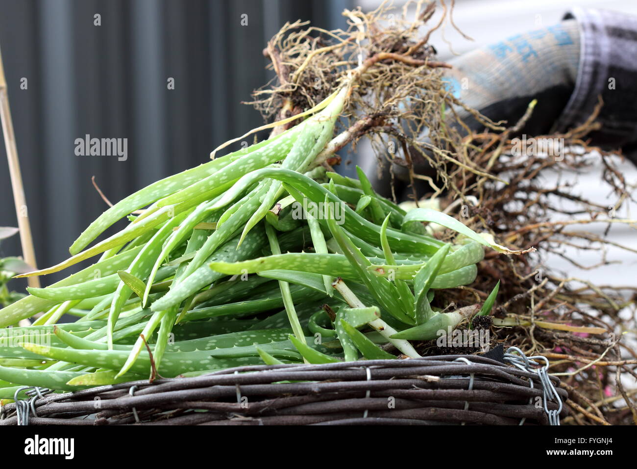 Aloe vera roots hi-res stock photography and images - Alamy