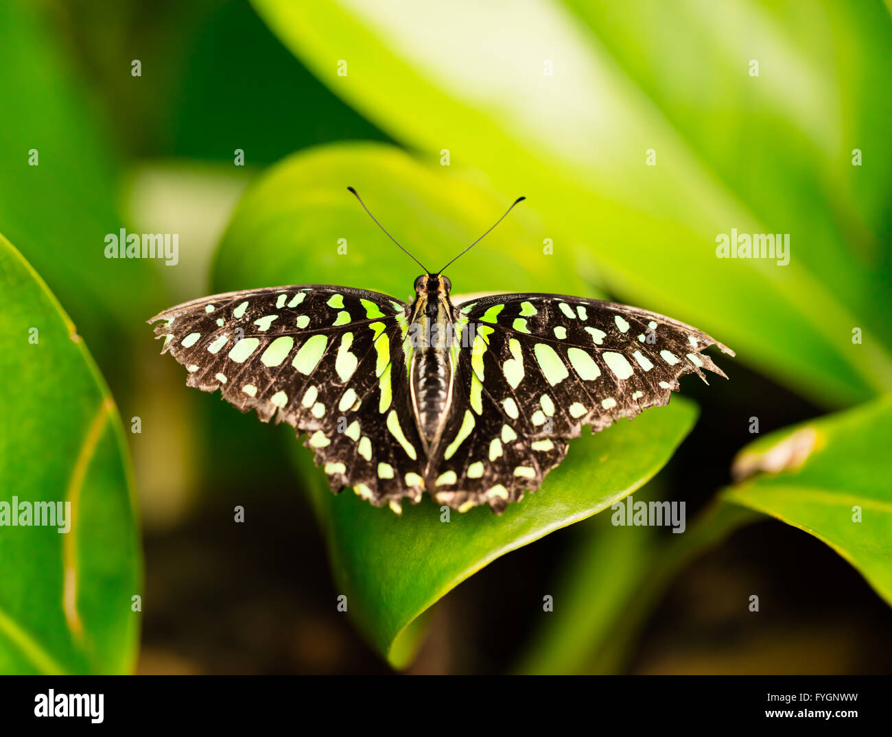 Beautiful exotic butterfly Stock Photo - Alamy