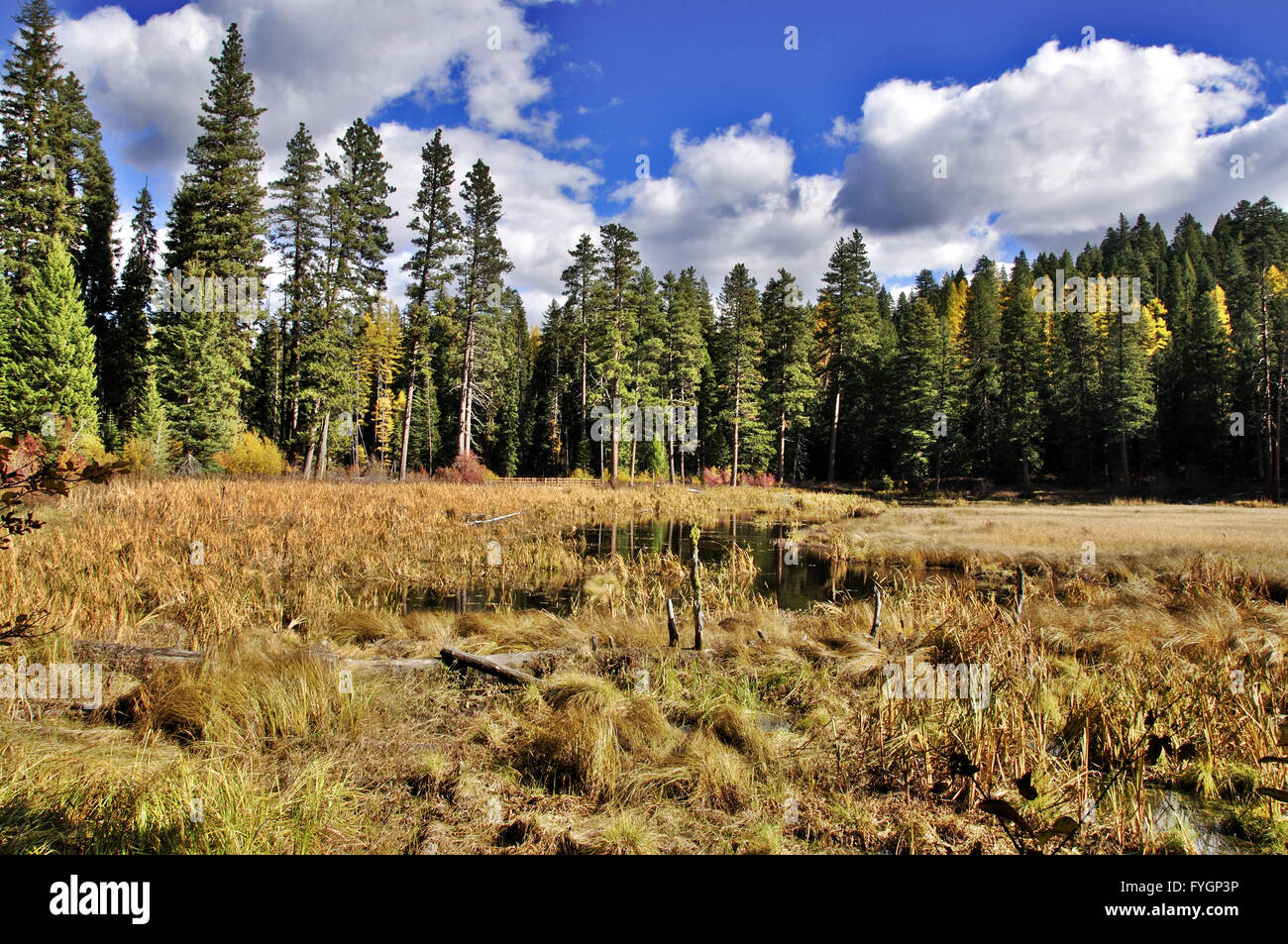 Mccall woods hi-res stock photography and images - Alamy