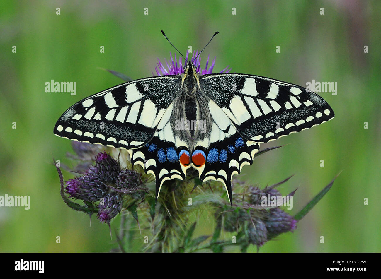 British Swallowtail butterfly on Marsh Thistle Stock Photo - Alamy