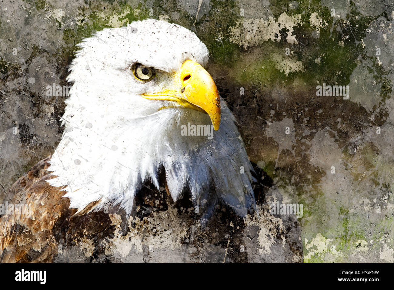 Artistic image with textured background, eagle head Stock Photo - Alamy