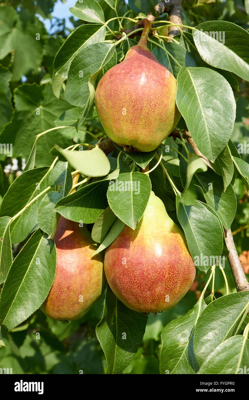 Pear on a branch hi-res stock photography and images - Alamy