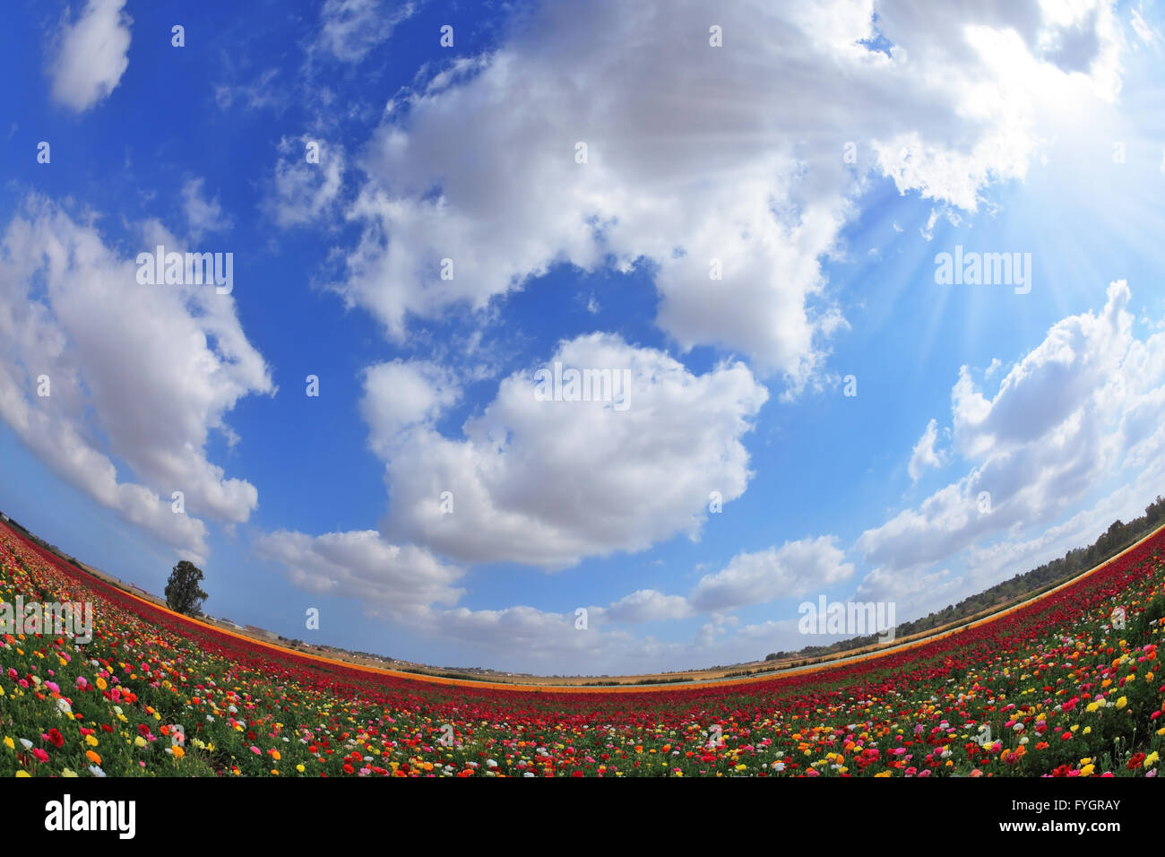 Fisheye lens flowers hi-res stock photography and images - Alamy
