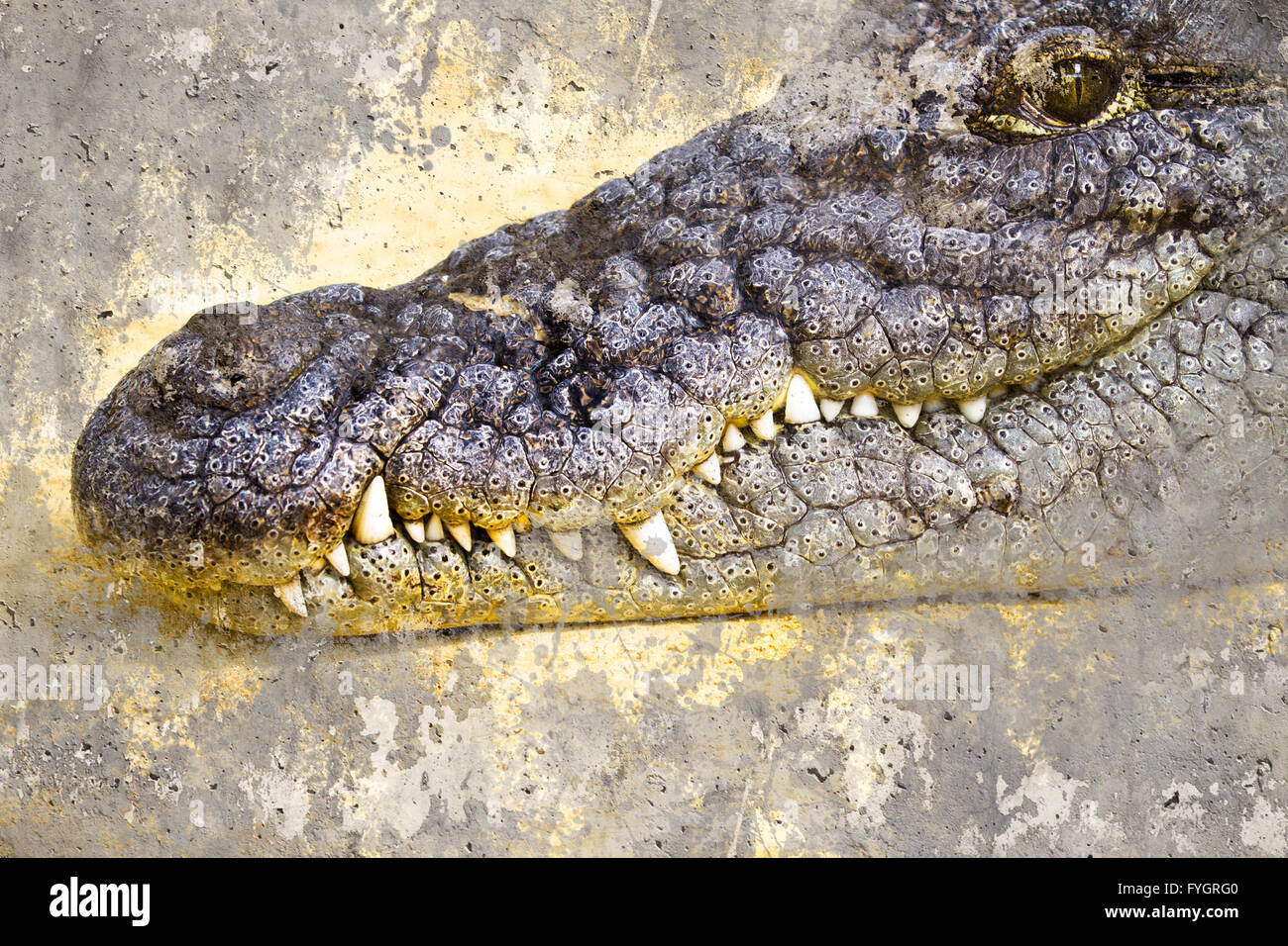 Crocodile. Artistic portrait with textured background Stock Photo - Alamy