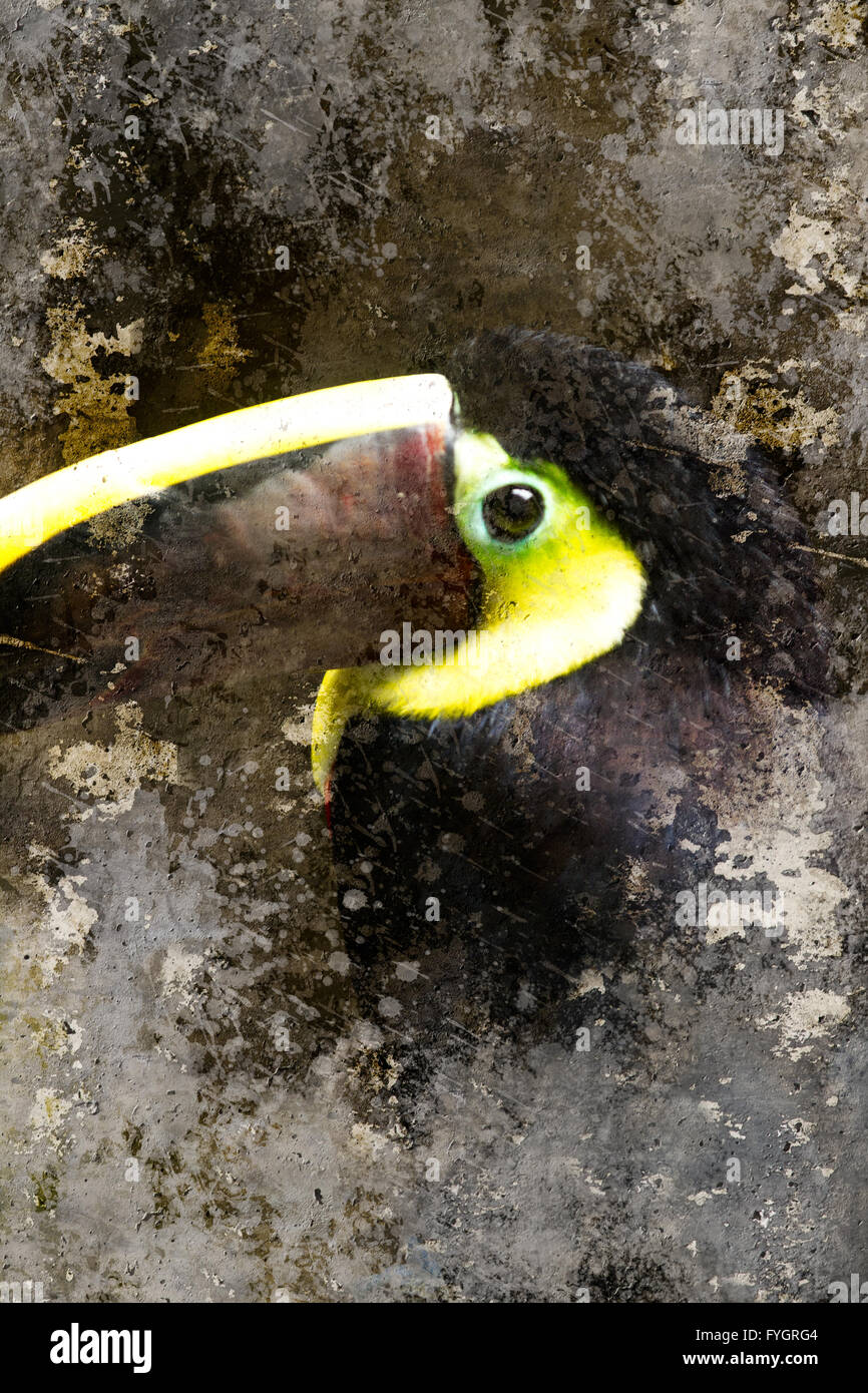 Artistic portrait of a toucan with textured background Stock Photo - Alamy