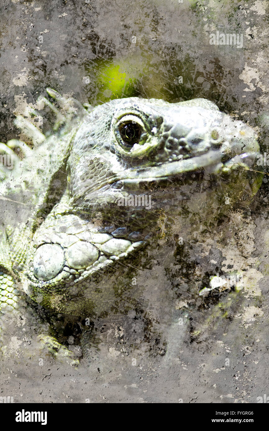 Artistic portrait of a iguana with textured background Stock Photo - Alamy