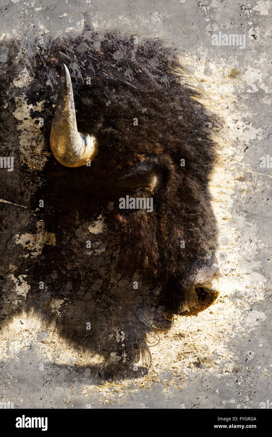 American bison (Bison bison) Artistic portrait with textured background ...