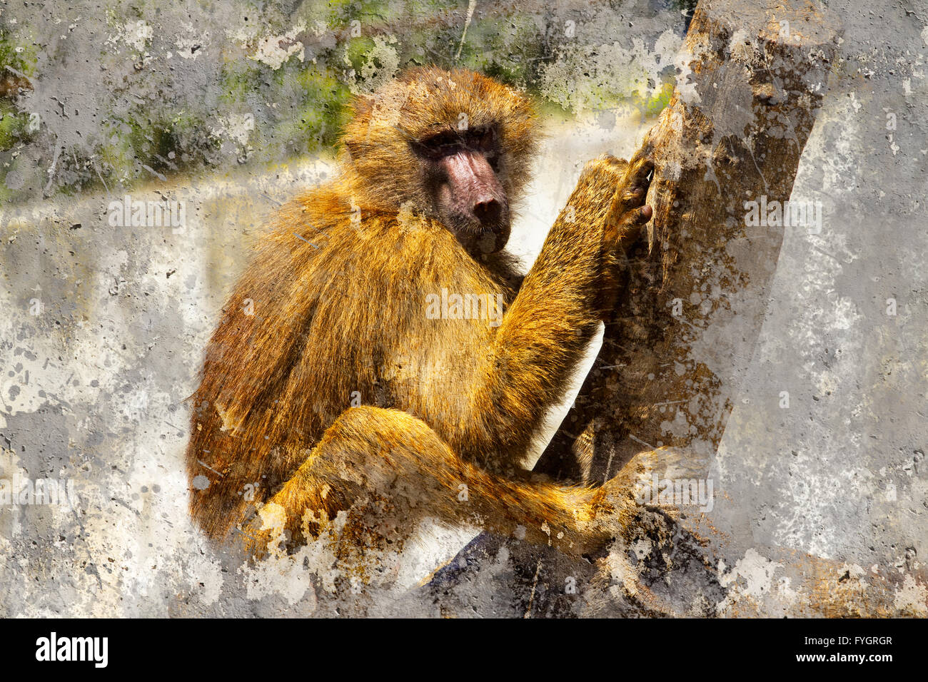 Wise baboon hi-res stock photography and images - Alamy