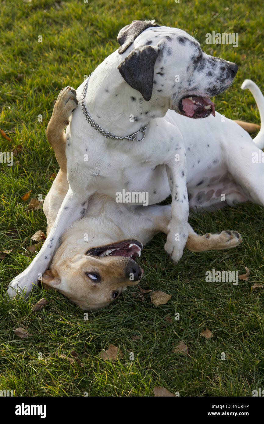 Dalmatian puppy nose hi-res stock photography and images - Alamy