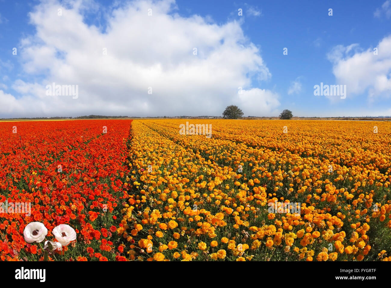 The flowers, photographed by an lens Fish eye Stock Photo - Alamy