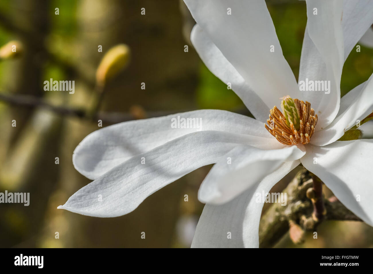 Magnolia flower heart hi-res stock photography and images - Alamy