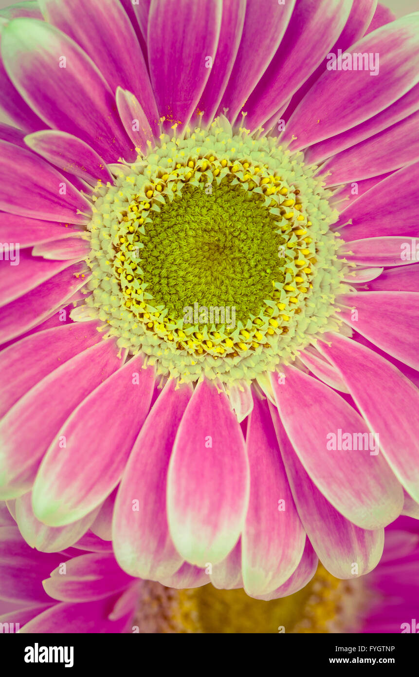 Purple gerbera daisy flower detail hi-res stock photography and images ...