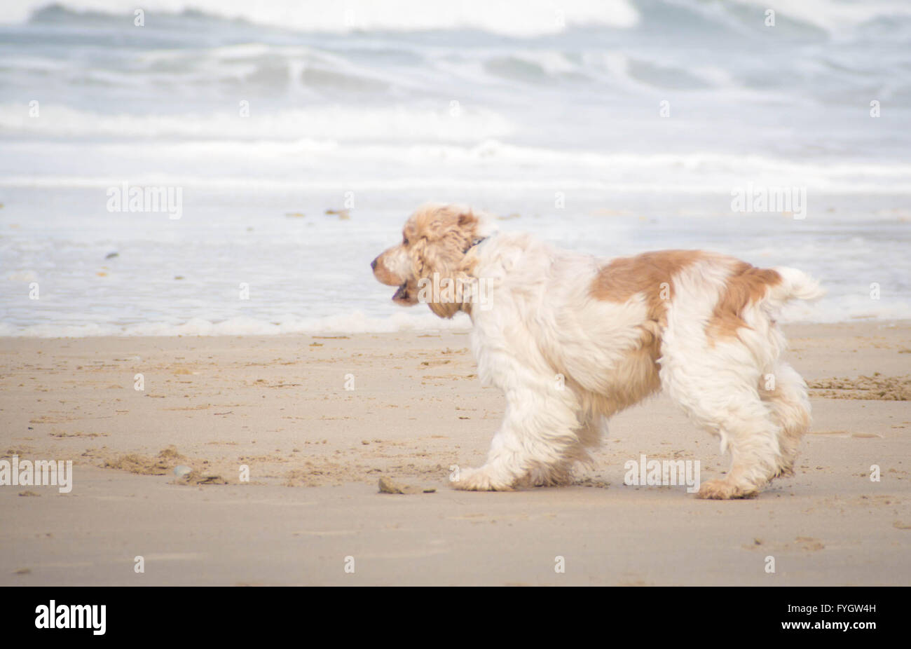 cocker spaniel on a beach looking to the sea Stock Photo - Alamy