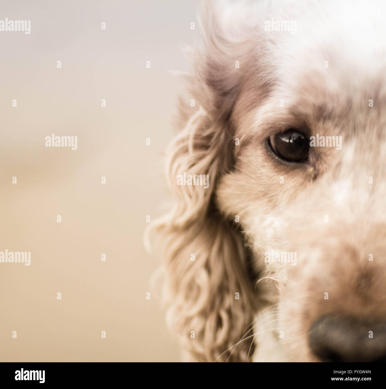 portrait of middle face of a cocker spaniel. Focus on the eye Stock ...