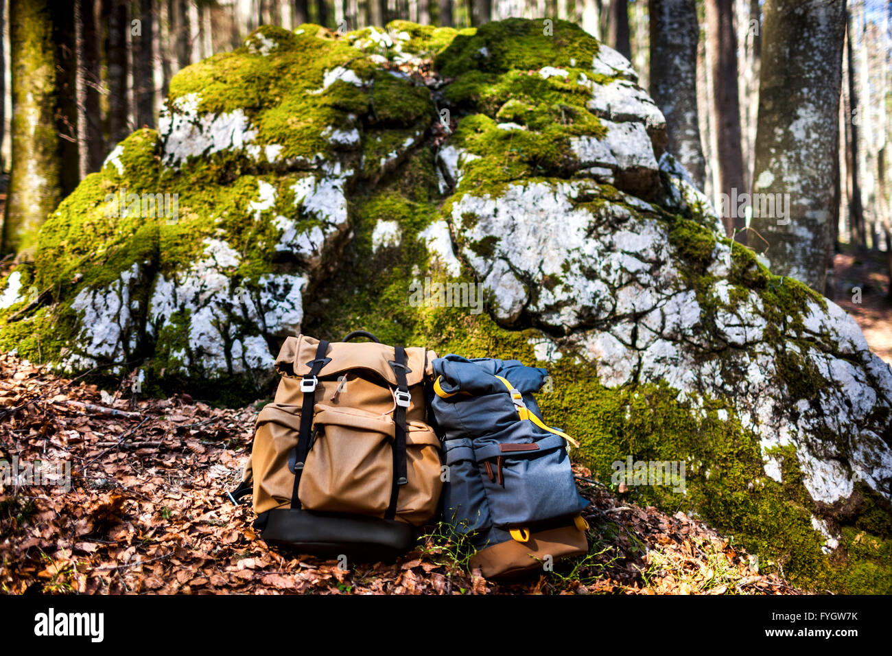 Stone in the forest hi-res stock photography and images - Alamy
