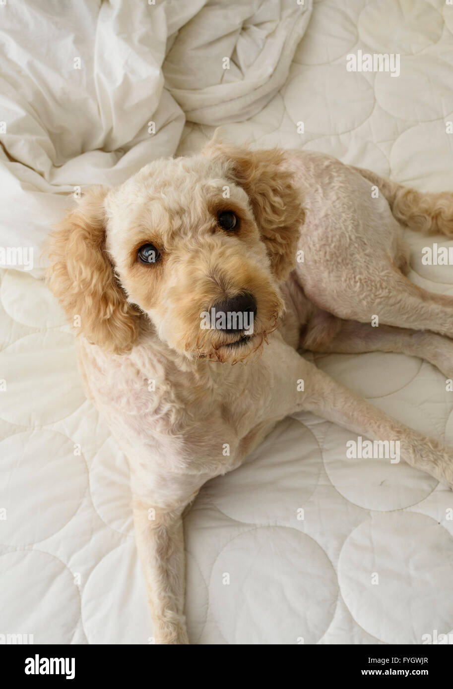 Pet lying on bed hi-res stock photography and images - Alamy