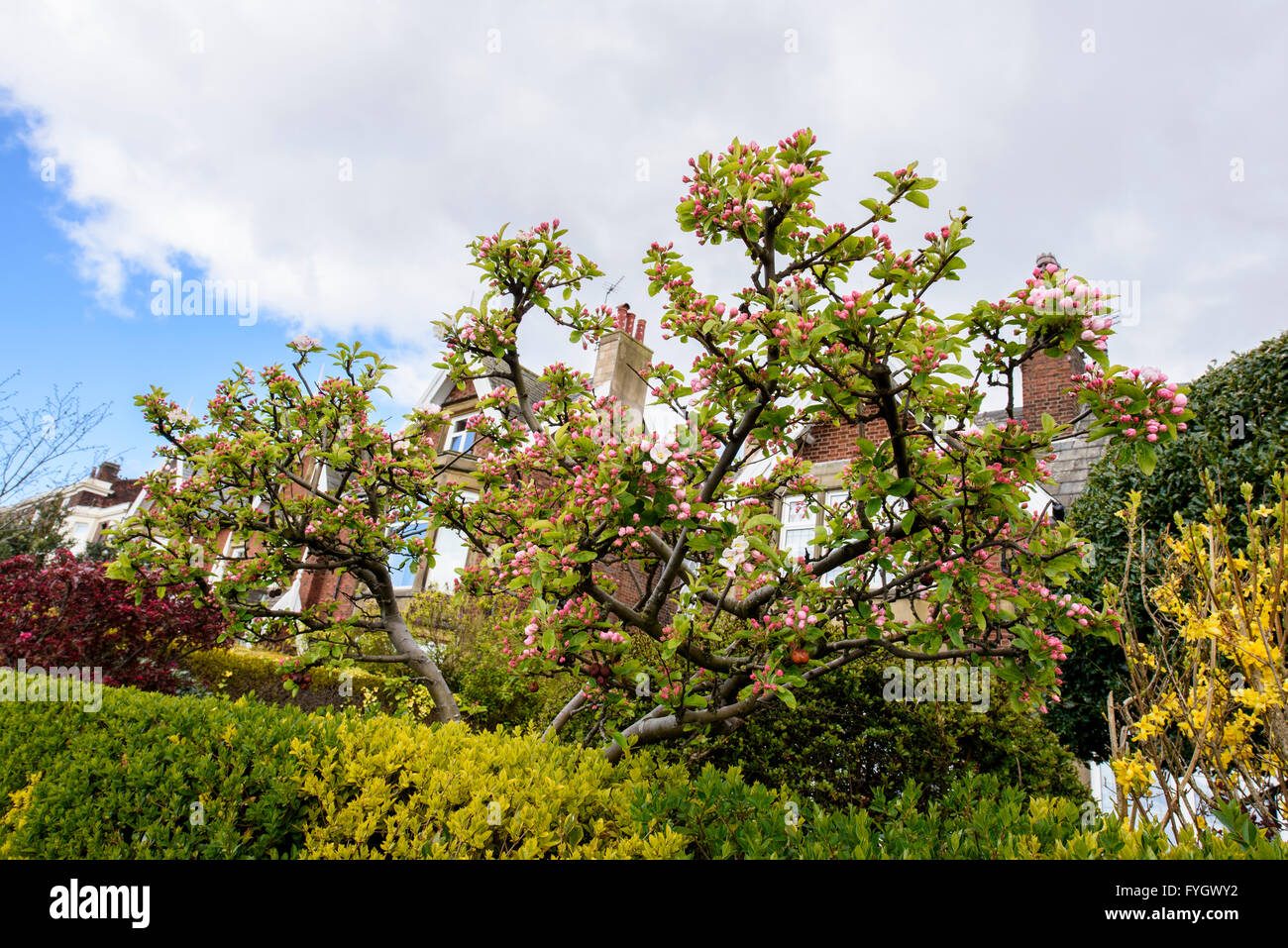 Apple tree just starting to blossom Stock Photo - Alamy