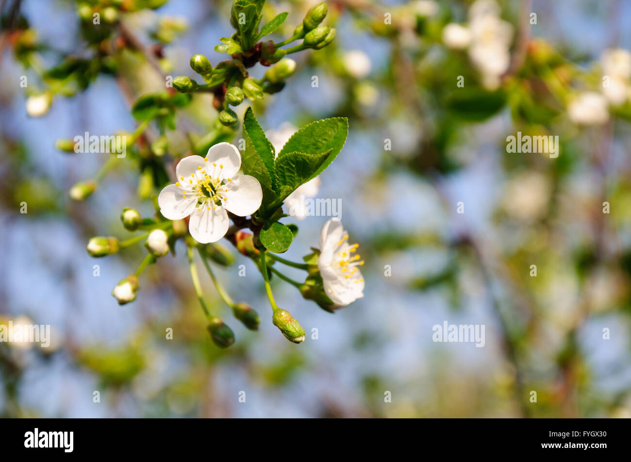 Green cherry plum hi-res stock photography and images - Alamy
