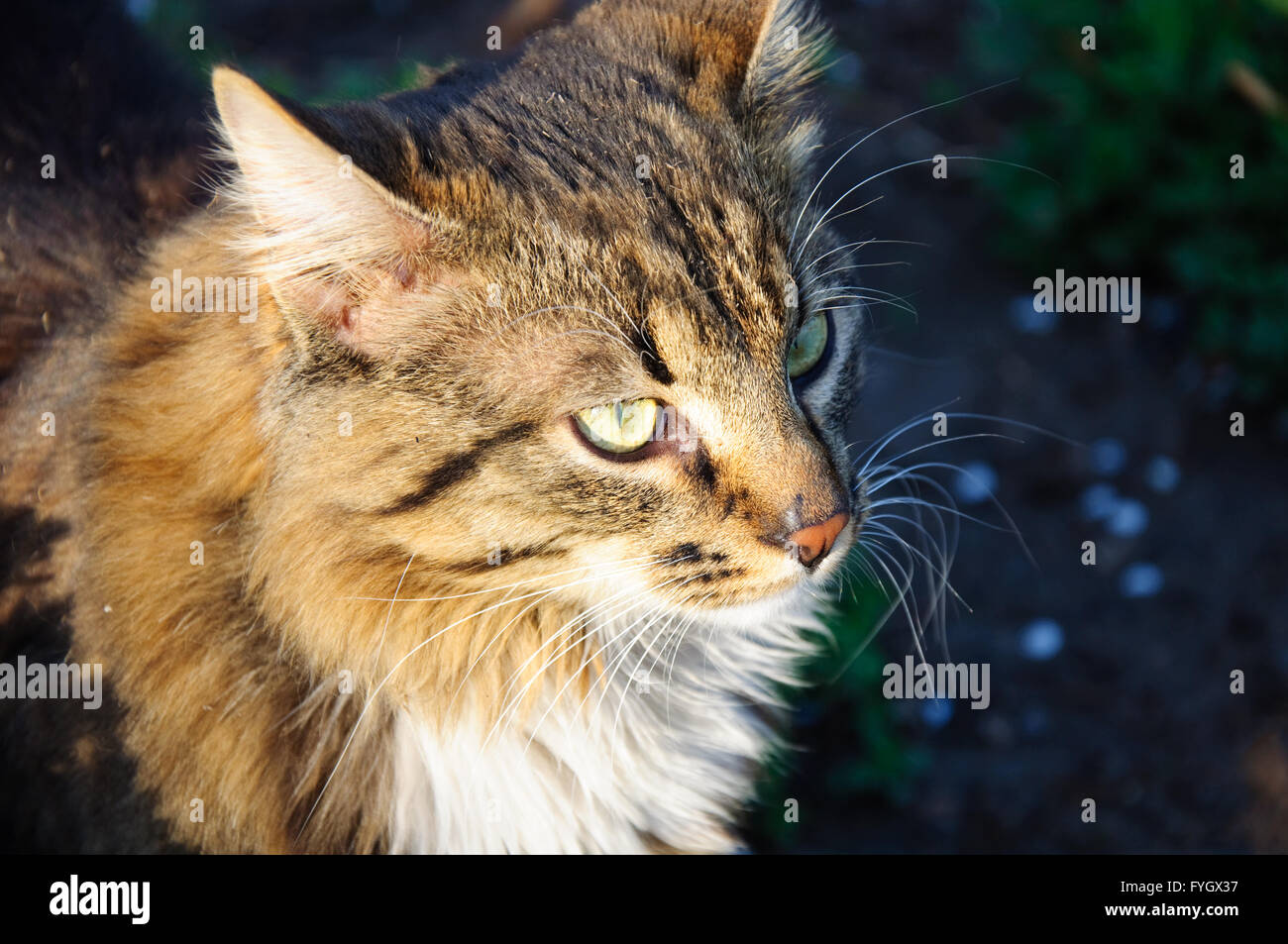 Young cat face hi-res stock photography and images - Alamy