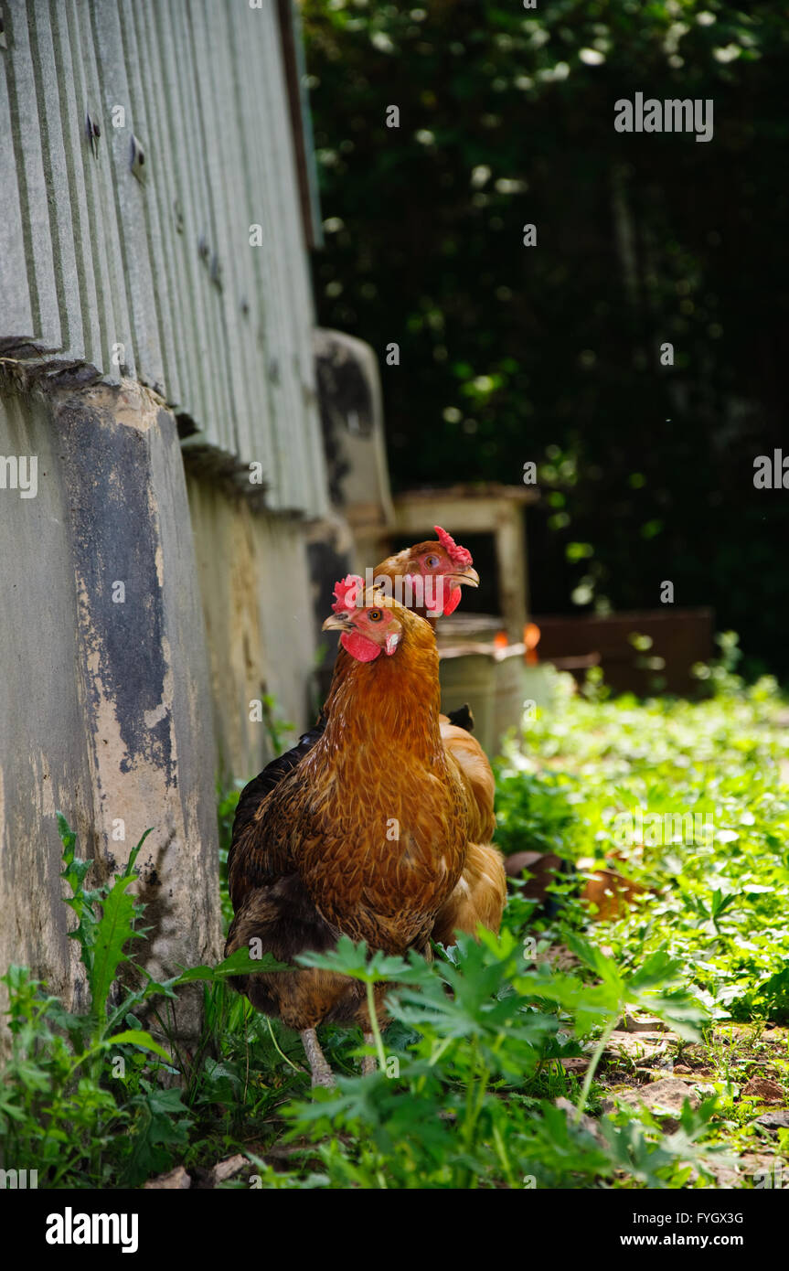 two beautiful chicken. Rural scene Stock Photo - Alamy