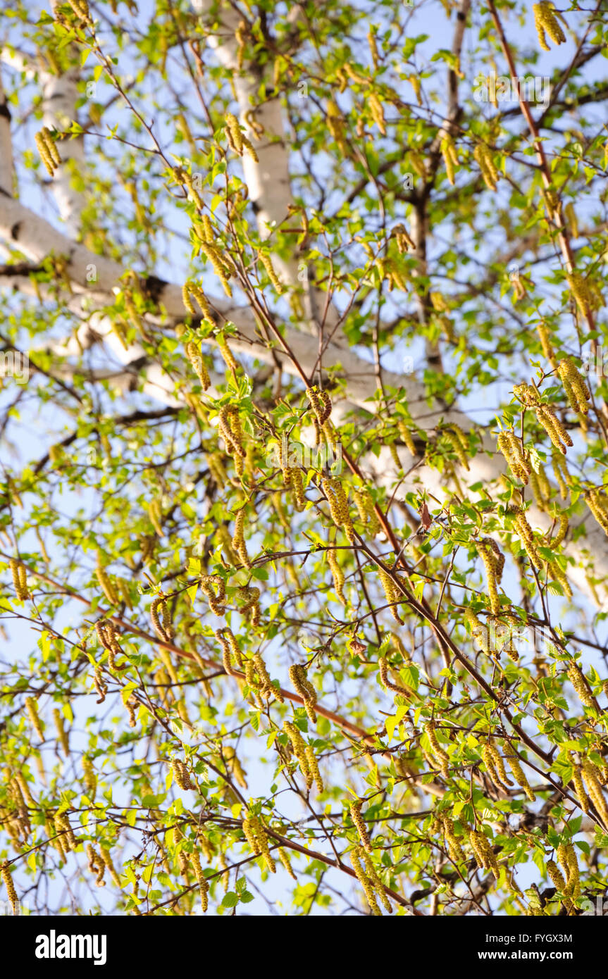 spring birch. Nature season backgrounds Stock Photo - Alamy
