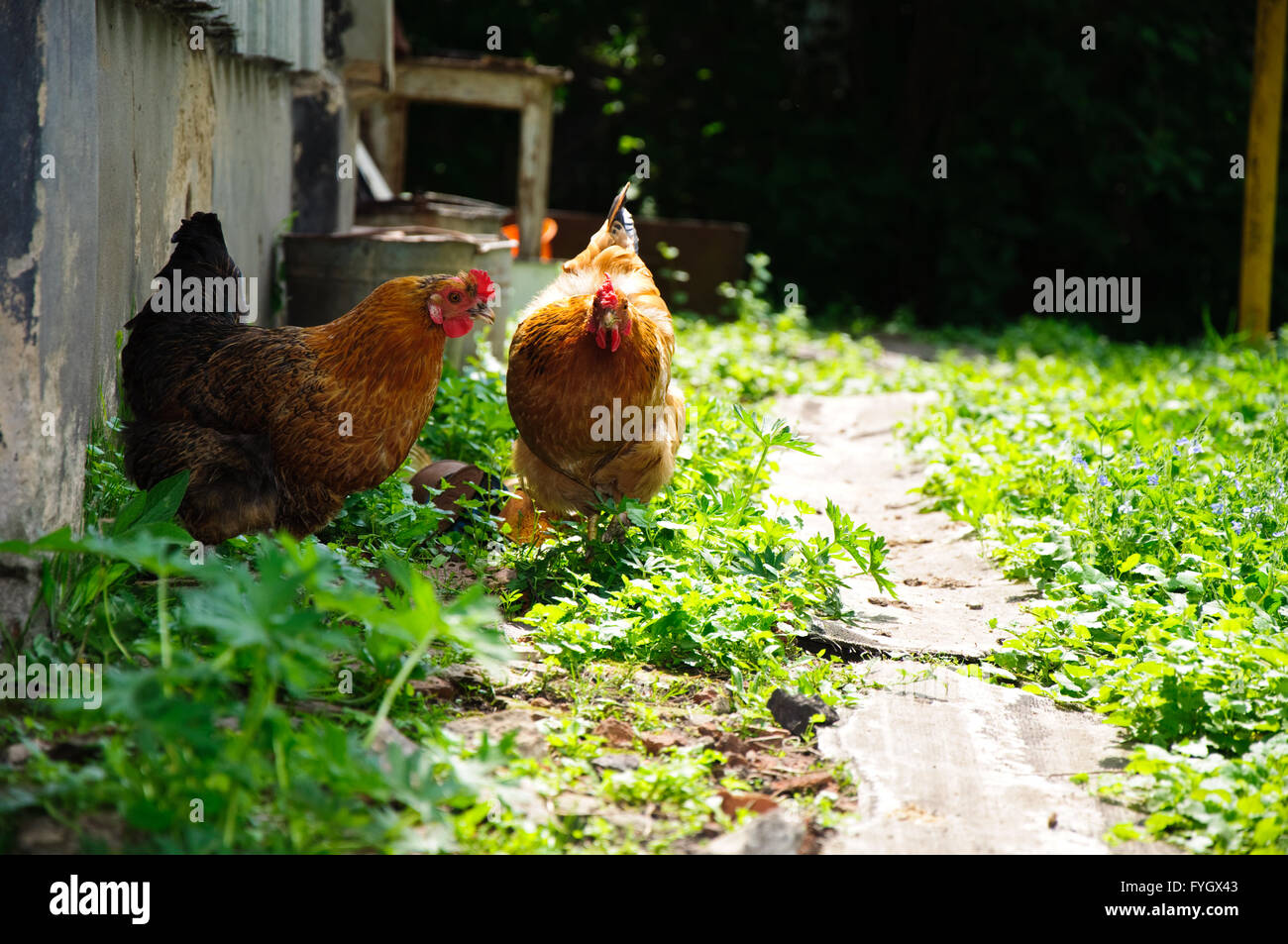 Chicken rural hi-res stock photography and images - Alamy