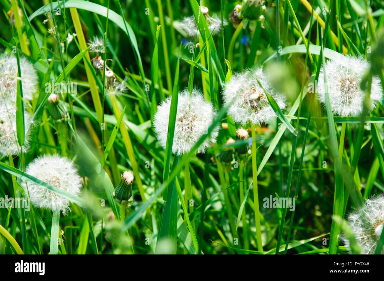 green summer dandelion. Nature backgrounds Stock Photo - Alamy