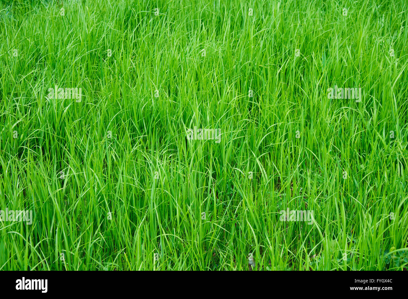 Green summer grass. Nature backgrounds Stock Photo - Alamy