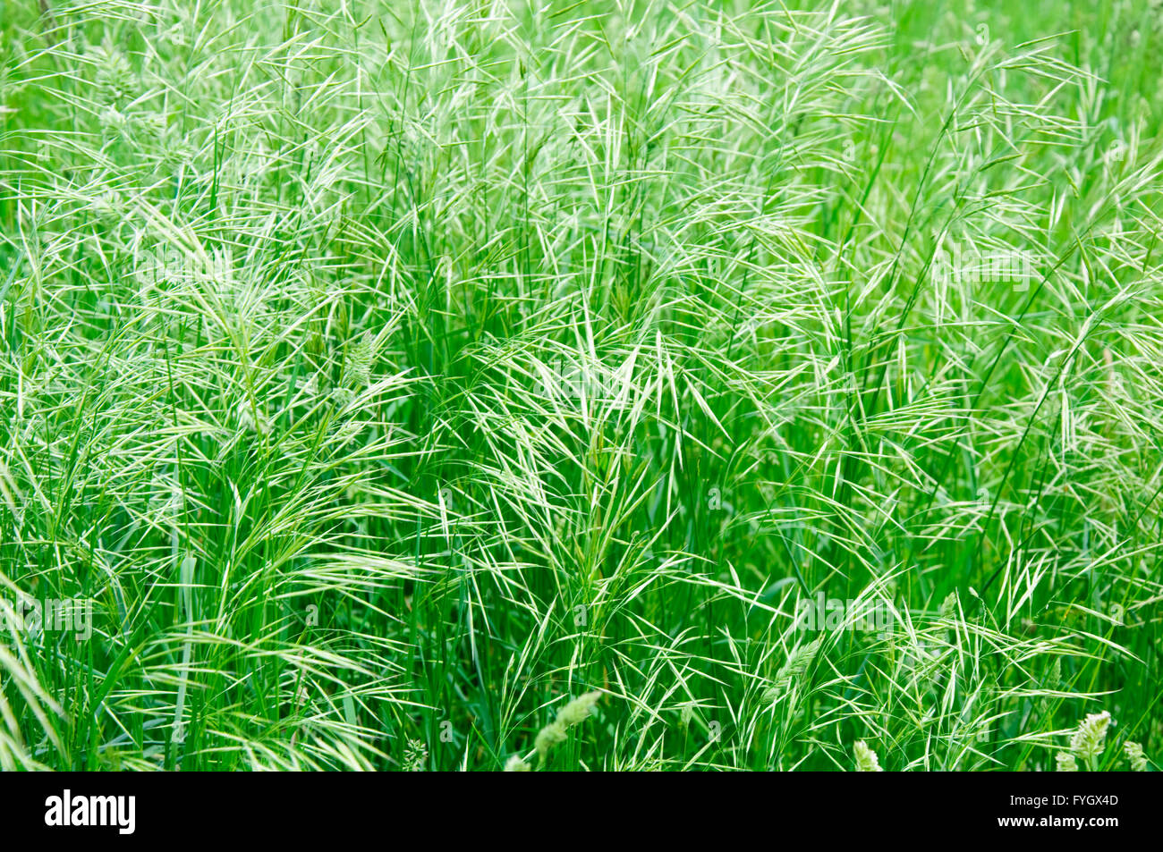 Green summer grass. Nature backgrounds Stock Photo - Alamy