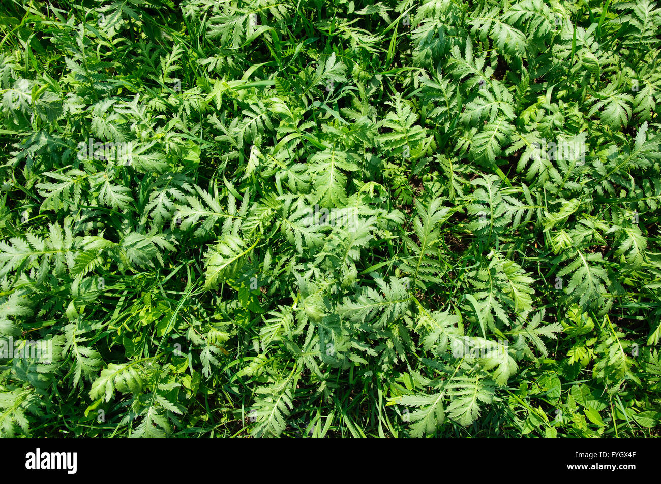 vibrant green nature background Stock Photo - Alamy vibrant green nature background Stock Photo - Alamy