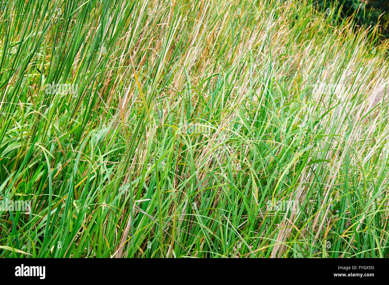 thick green grass backgrounds Stock Photo - Alamy