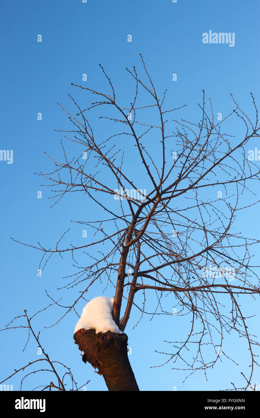 Cherry tree branches hi-res stock photography and images - Alamy