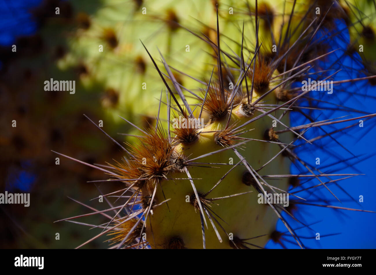 Closeup of cactus spines Stock Photo - Alamy