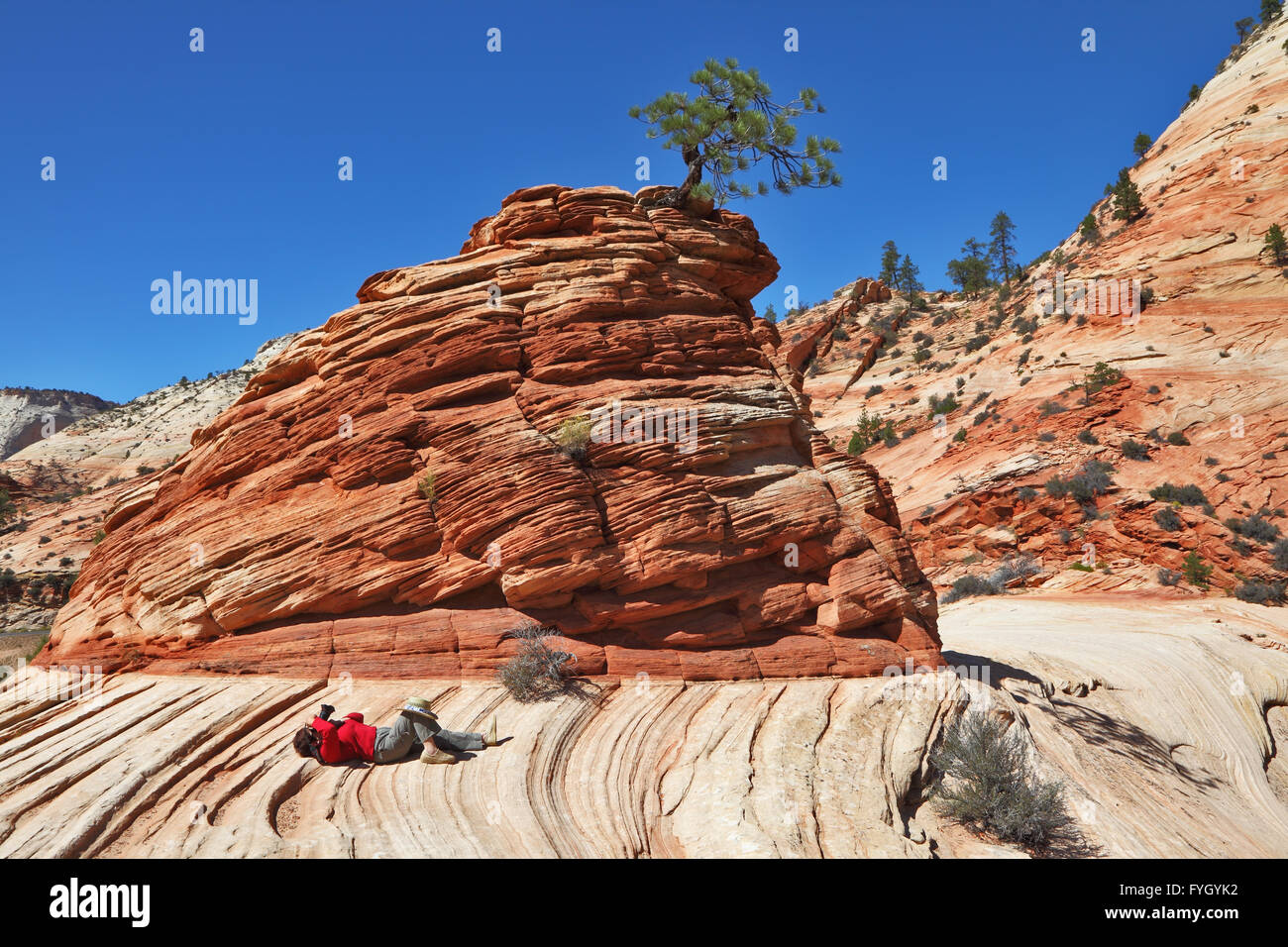 Woman photographer photographing Jumping Tree Stock Photo - Alamy