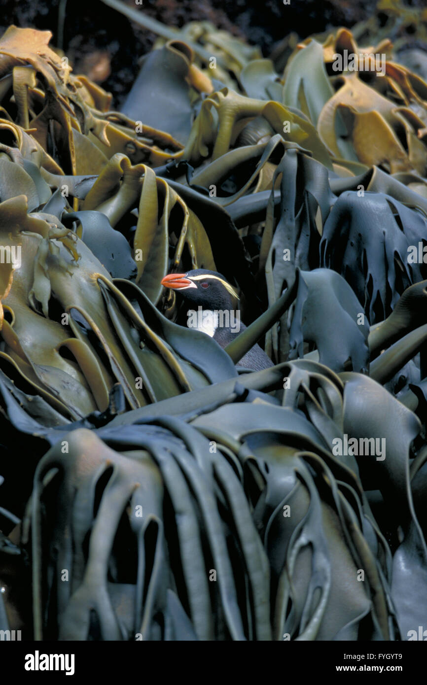 Trapped penguin hi-res stock photography and images - Alamy