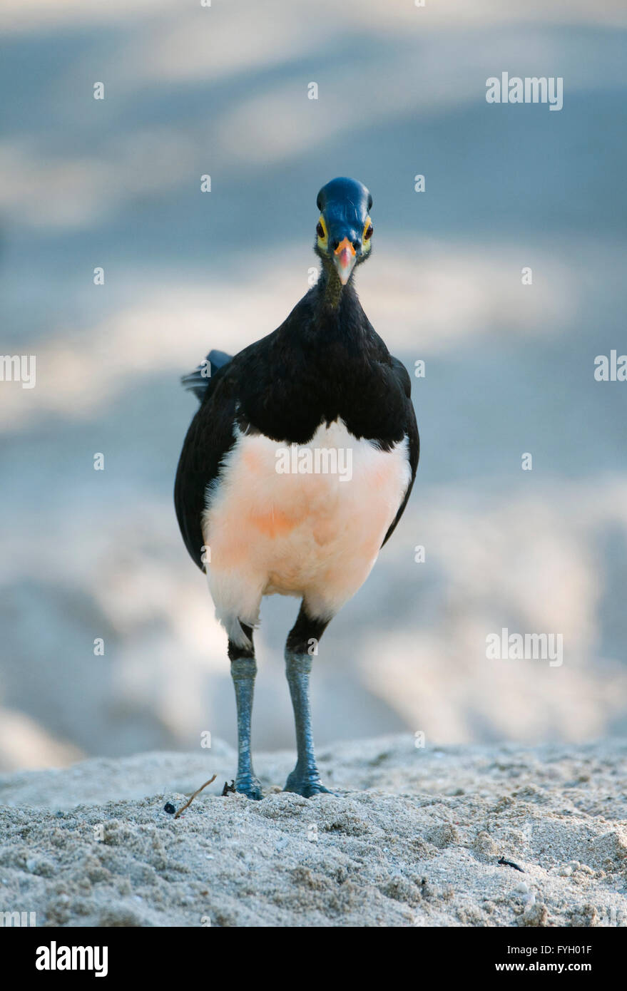 Megapode eggs hi-res stock photography and images - Alamy