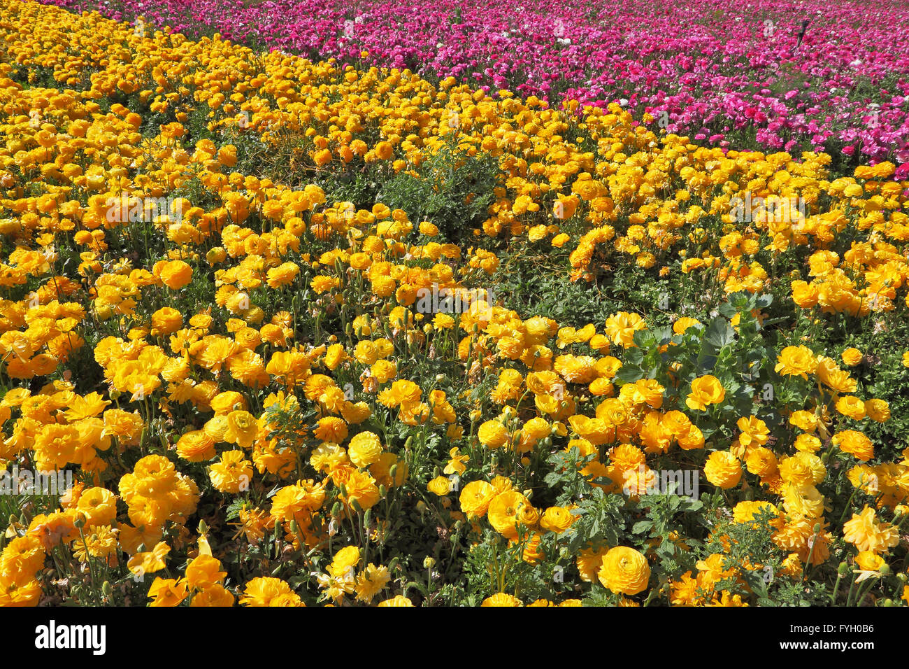 The field of yellow and pink buttercups- ranunculus Stock Photo - Alamy