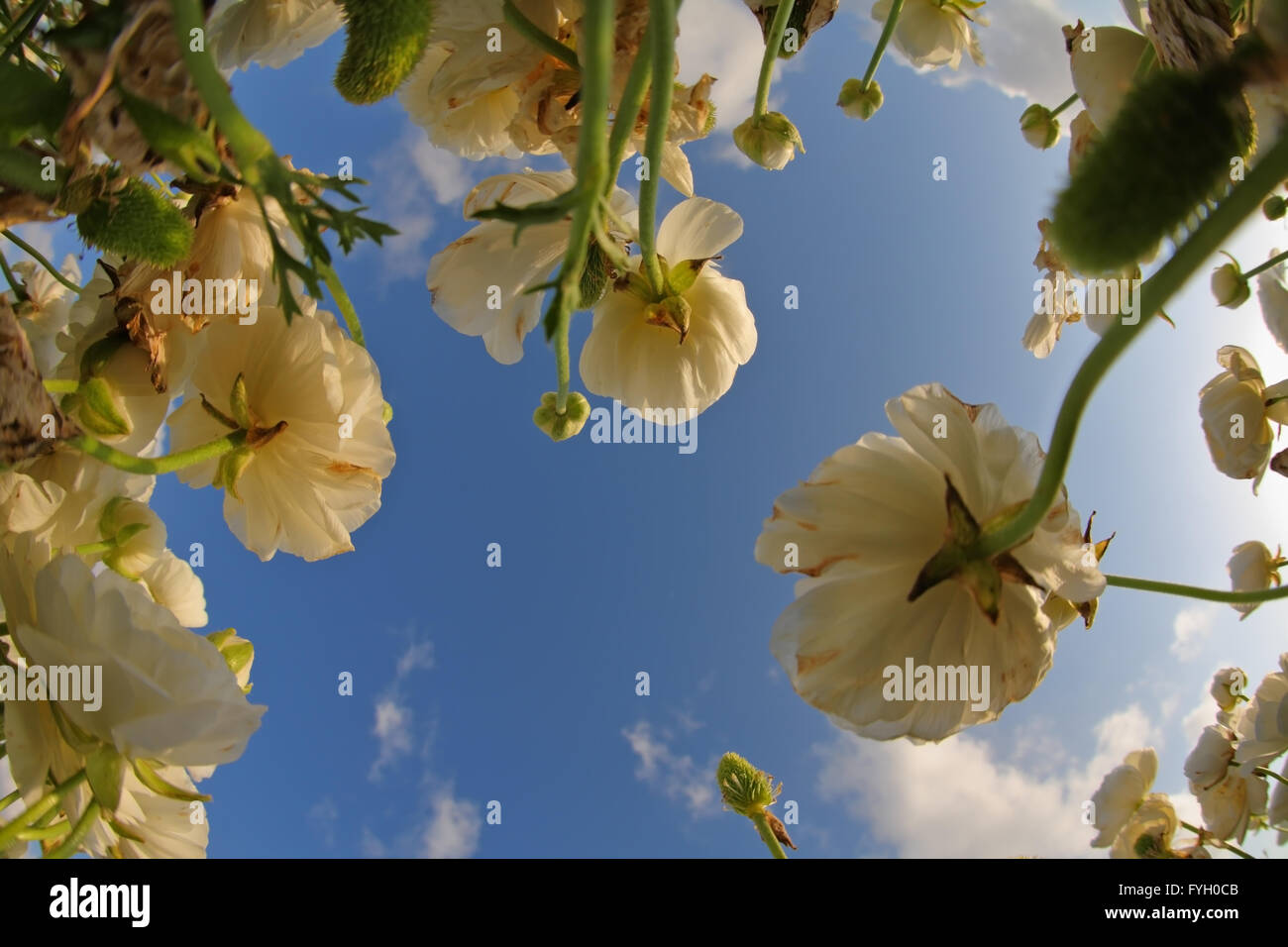 The blue spring sky above a field white flowers Stock Photo - Alamy