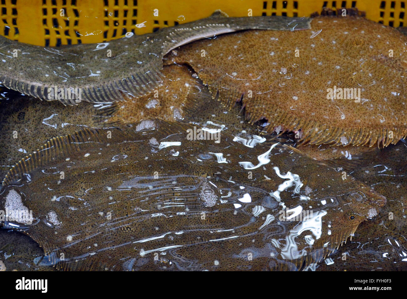 South Korea, Busan, fish market Stock Photo - Alamy