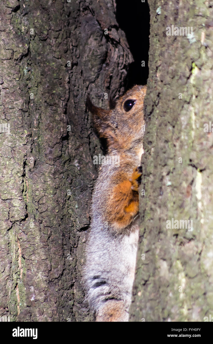 Squirrel sitting on a tree Stock Photo - Alamy