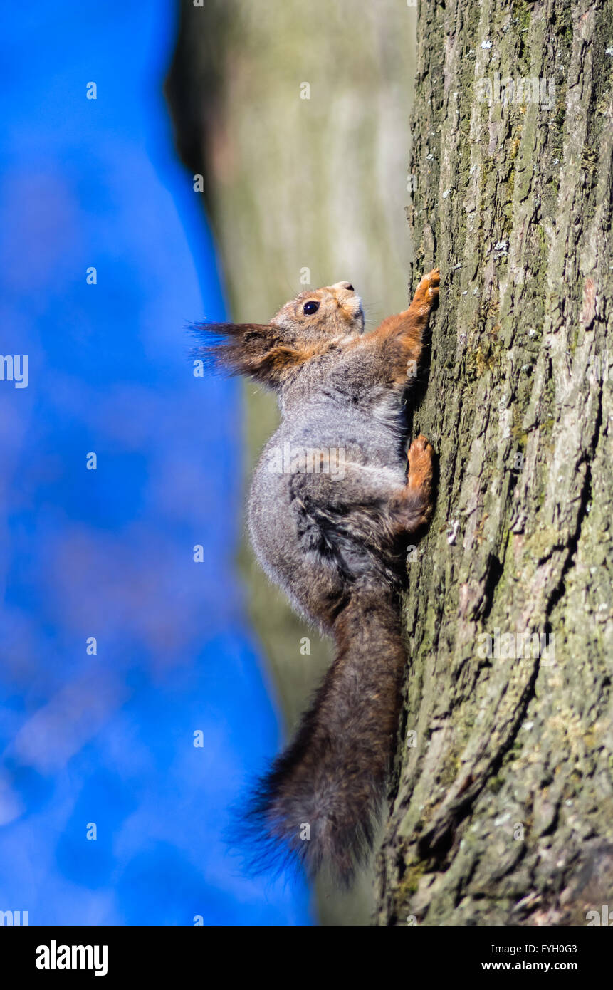 Squirrel sitting on a tree Stock Photo - Alamy