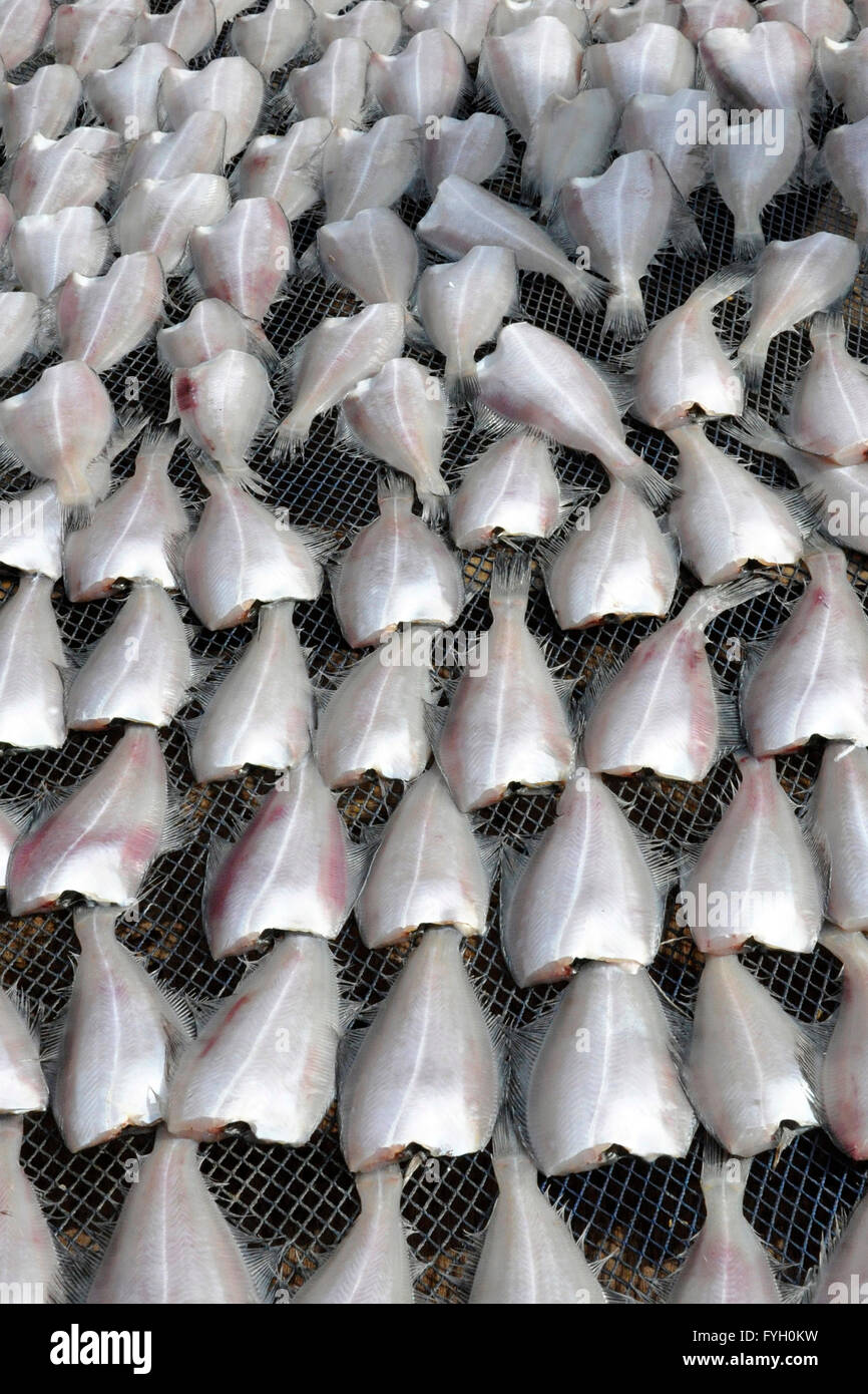 South Korea, Busan, fish market Stock Photo - Alamy