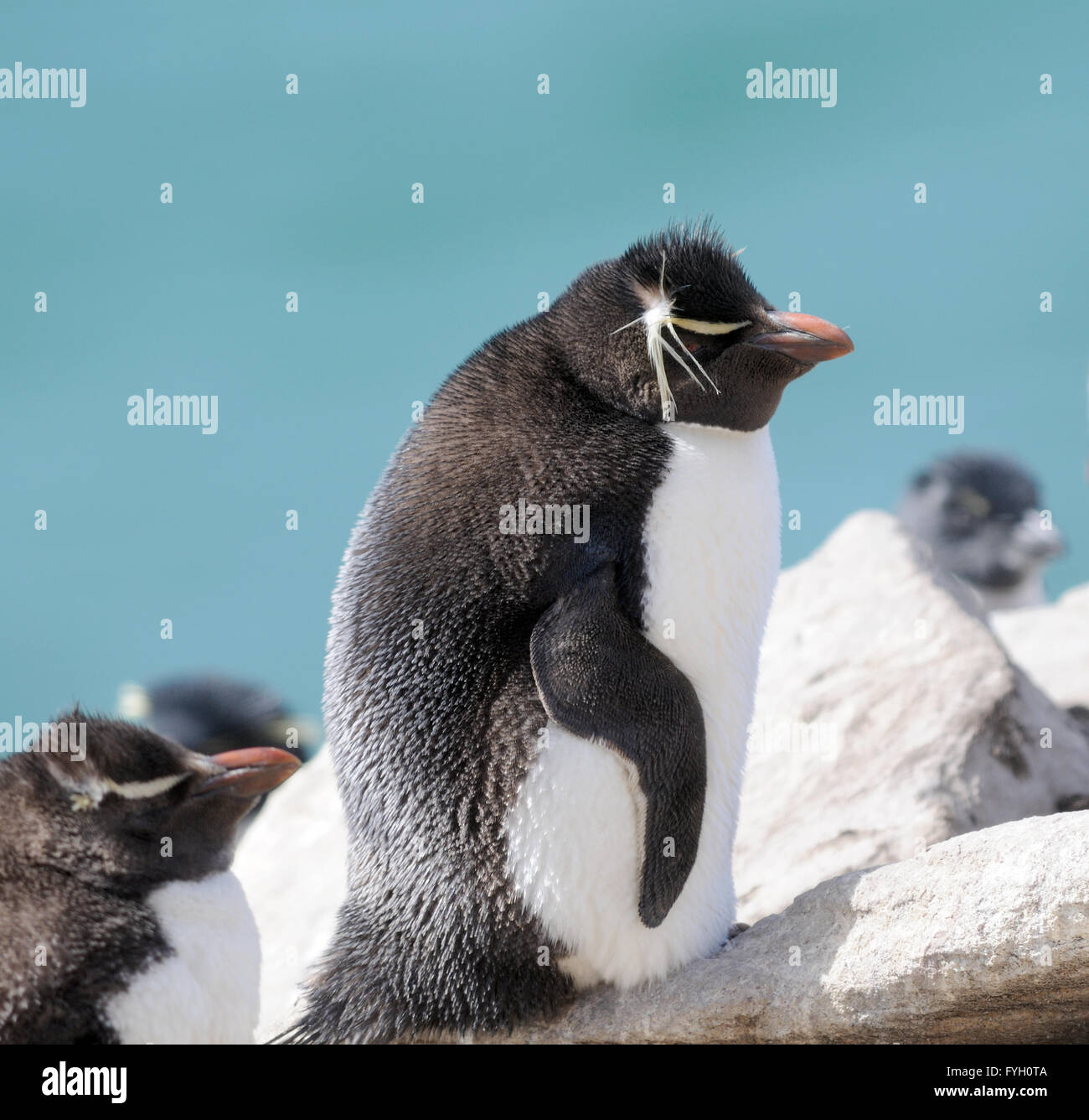 Southern rockhopper penguin, Eudyptes (chrysocome) chrysocome at the ...