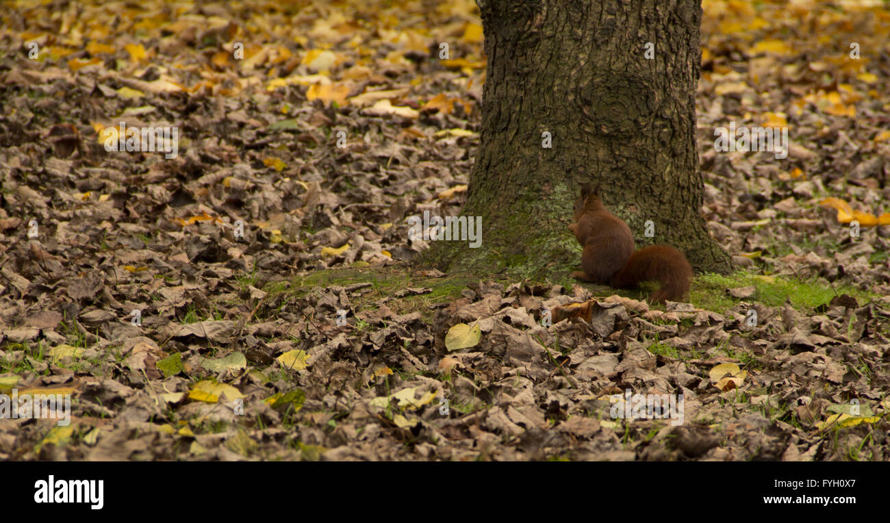 White squirrel tree hi-res stock photography and images - Alamy
