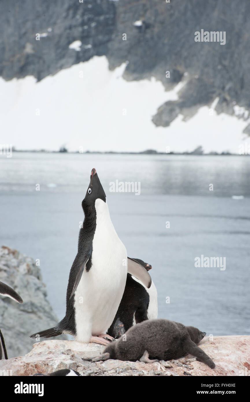 Adelie Penguin on nest Stock Photo - Alamy