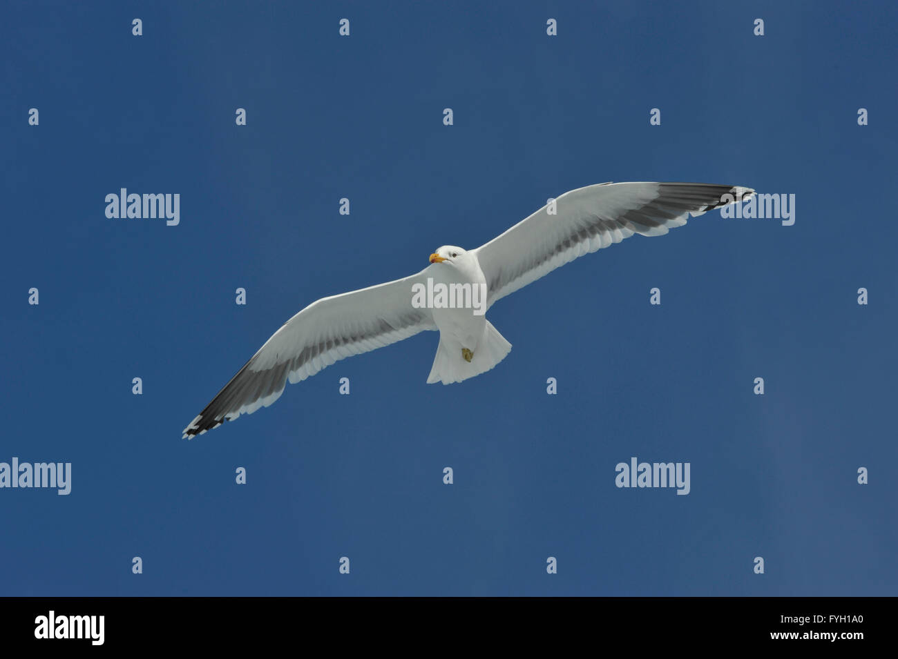 kelp gull in Antarctica Stock Photo - Alamy