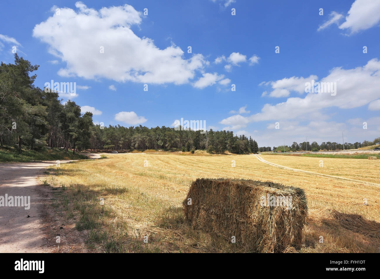 The stack of wheat at the edge of the forest Stock Photo - Alamy