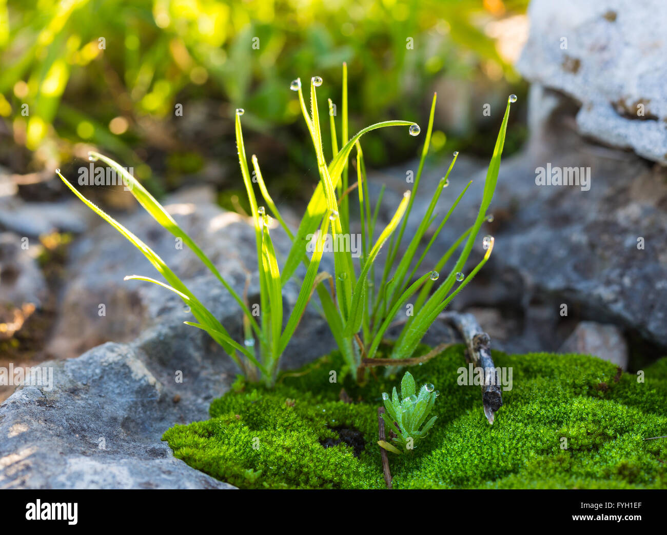green grass and moss growing on a rock Stock Photo - Alamy